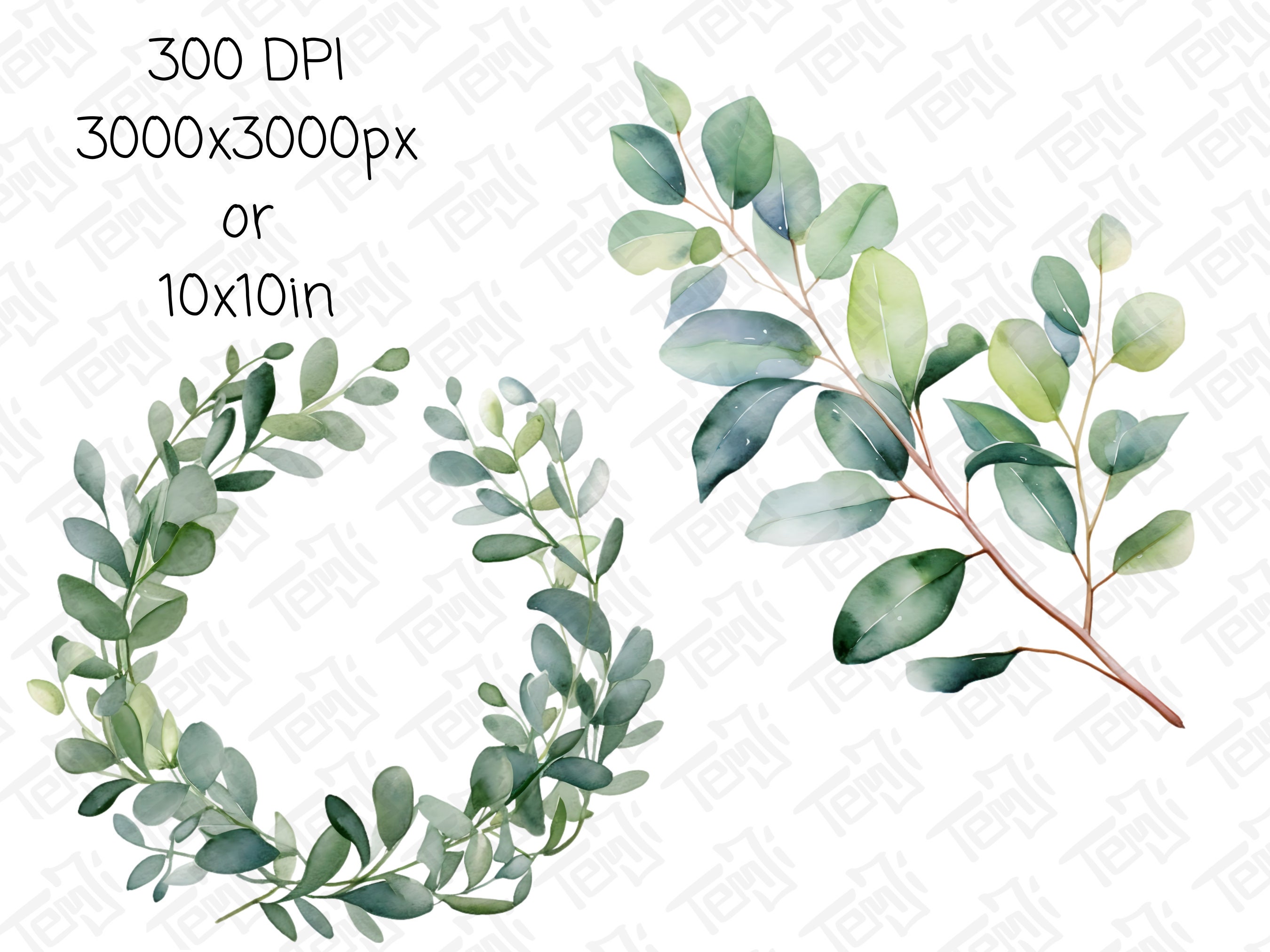 Watercolor Color Eucalyptus PNG Floral Clipart | PNG, Commercial Use ...