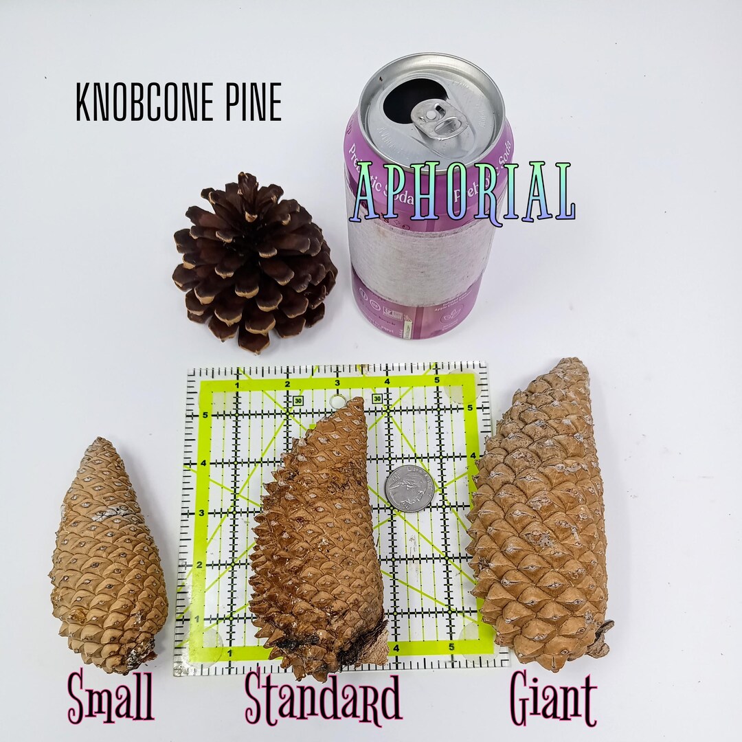 Whole Knobcone Pine Cone Pinus Attenuata Pinecones for Crafts ...
