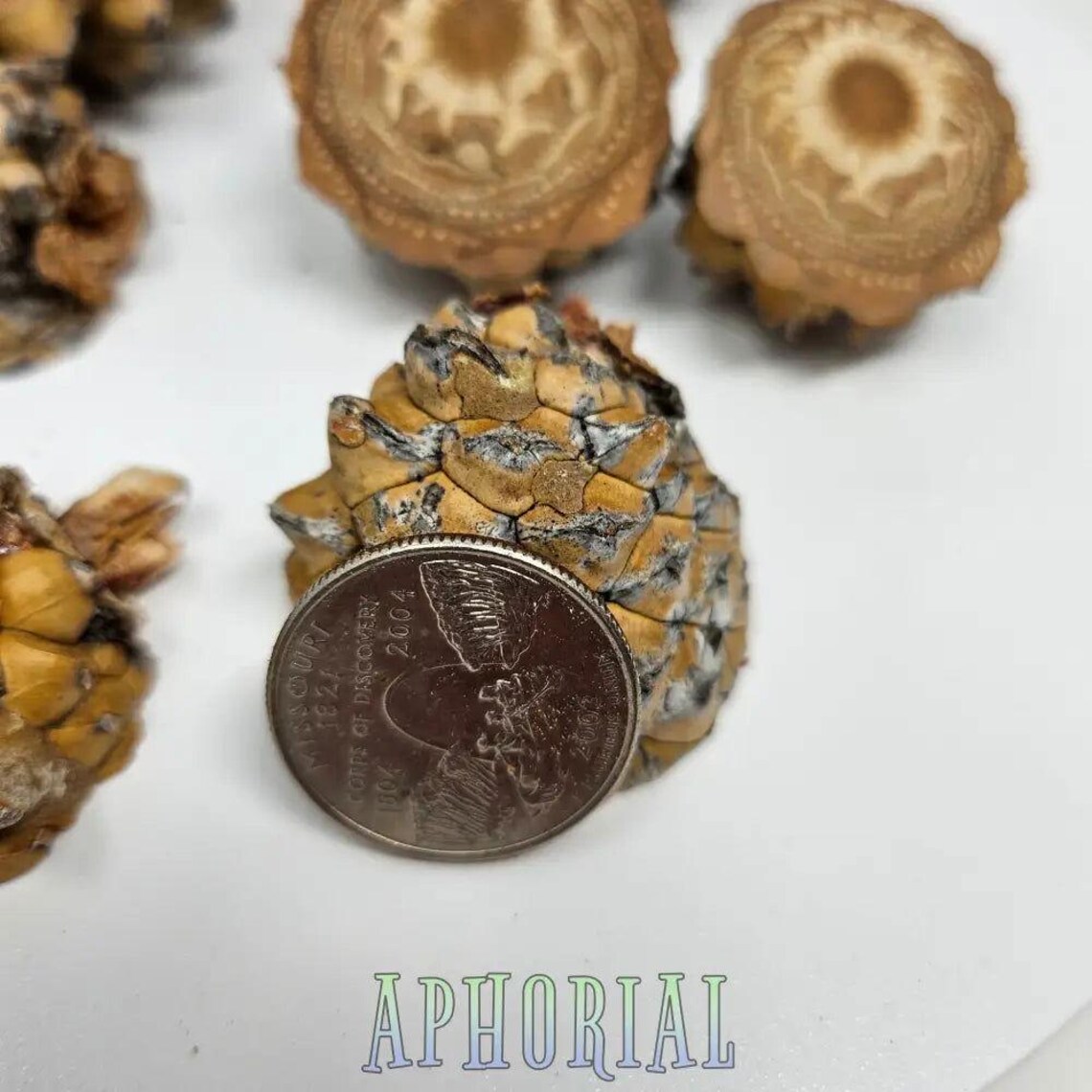10 Premium Knobcone Pine Cone Ends, Sliced - Etsy