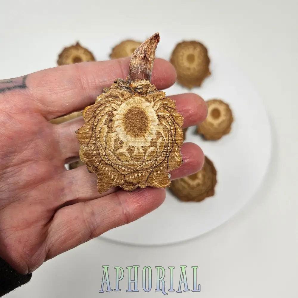 10 Premium Knobcone Pine Cone Ends, Sliced - Etsy