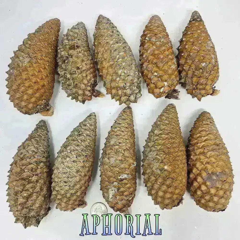 10 Giant Uncleaned Knobcone Pine Cones for Arts Crafts Jewelry - Etsy