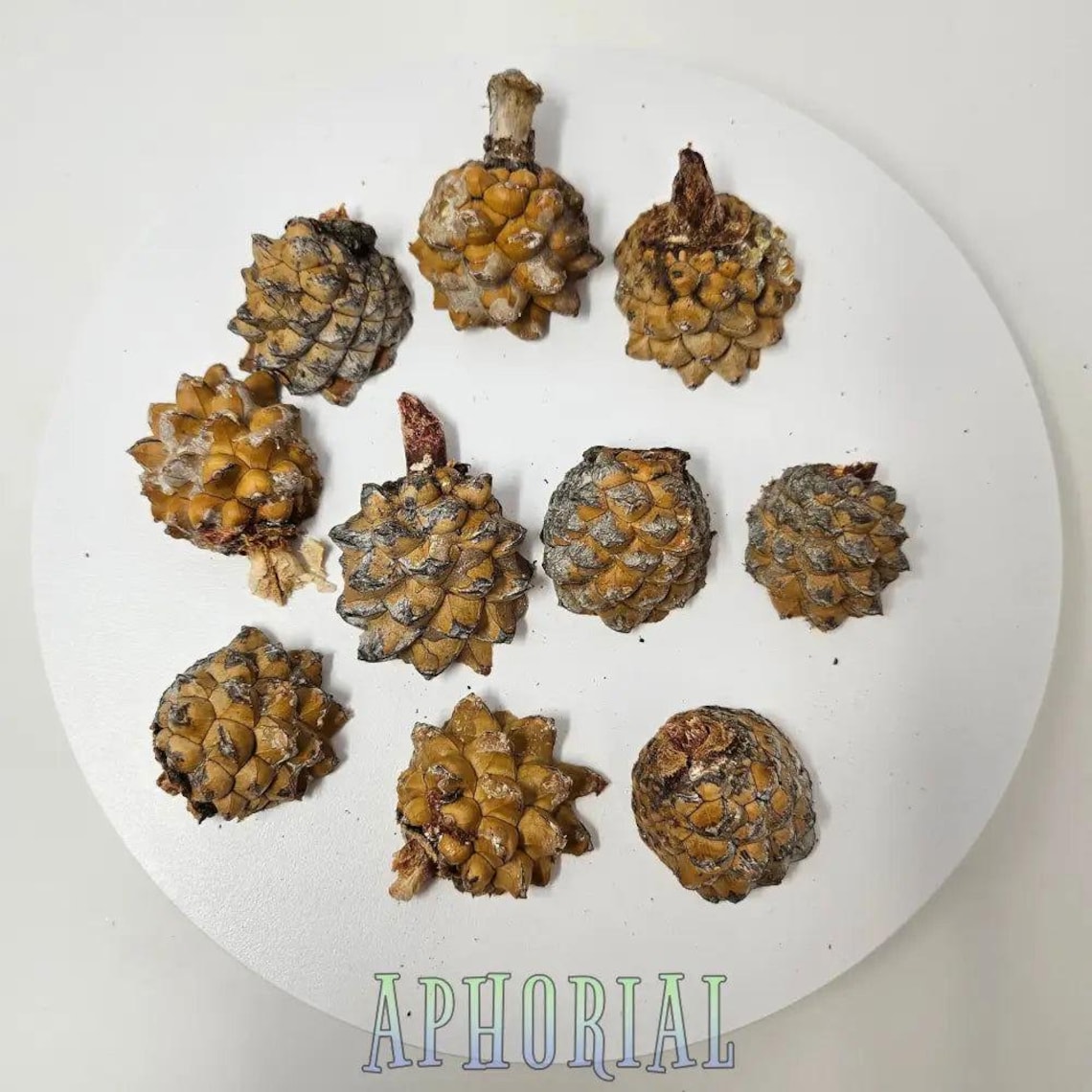 10 Premium Knobcone Pine Cone Ends, Sliced - Etsy