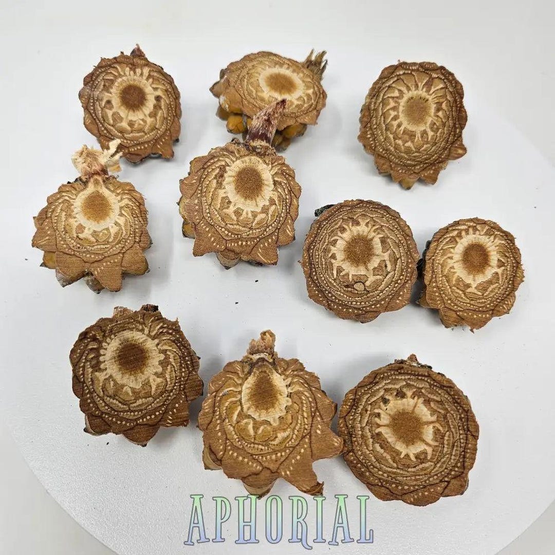 10 Premium Knobcone Pine Cone Ends, Sliced - Etsy
