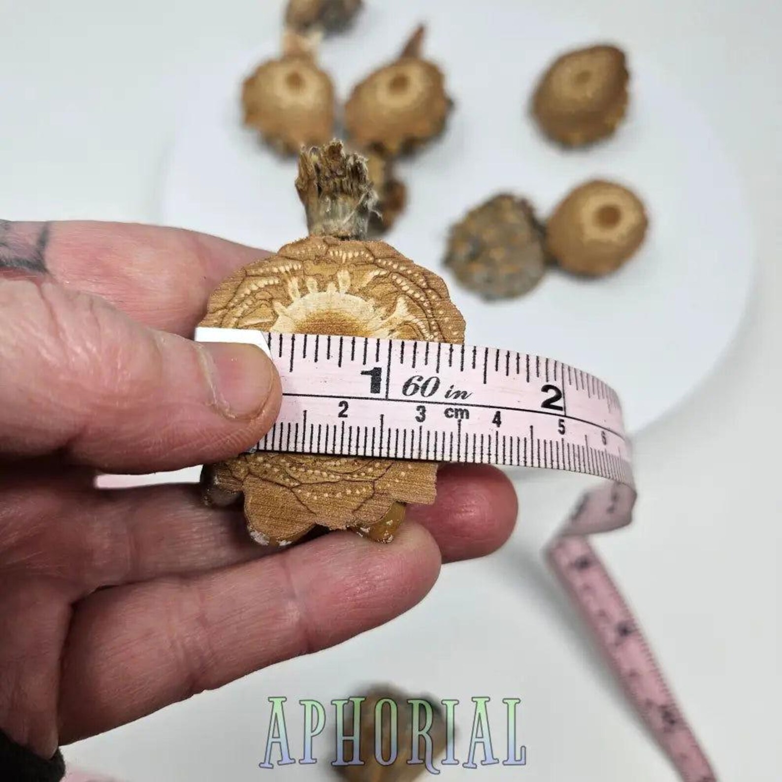 10 Premium Knobcone Pine Cone Ends, Sliced - Etsy