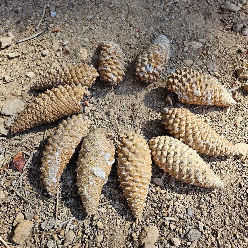 Pine Cone Knobs - Etsy