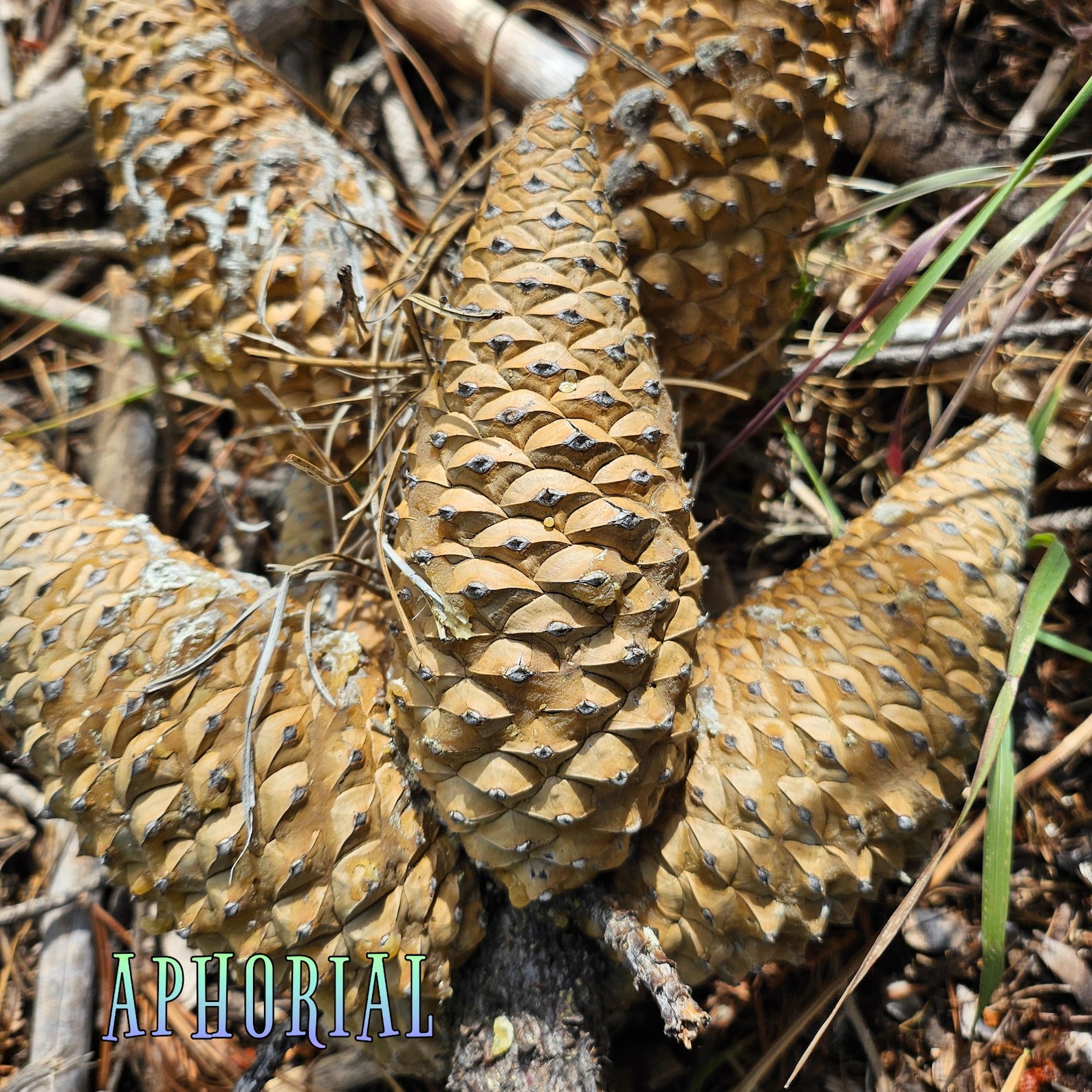 Whole Knobcone Pine Cone Pinus Attenuata Pinecones for Crafts ...