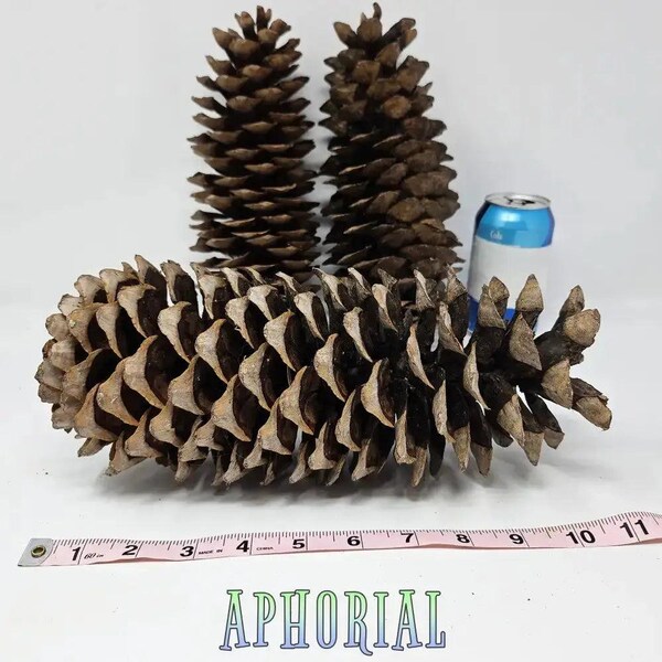 Pine Cones - Etsy