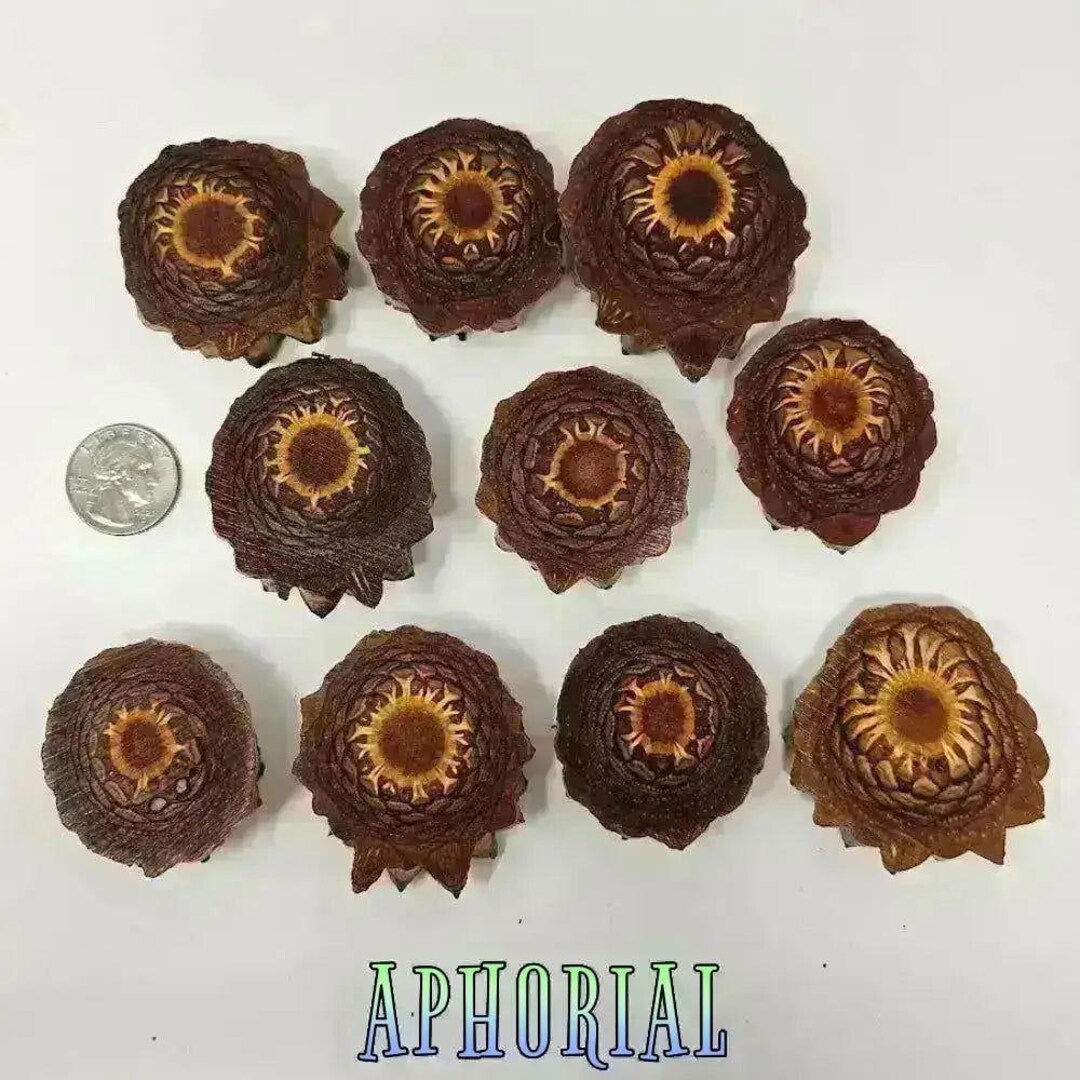 Knobcone Pine Cone Slices for Jewelry Crafts Core Heart Cut - Etsy