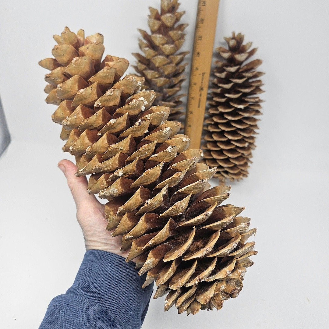 Multi Pack Giant Sugar Pine Cones for Crafts and Decorations - Longest ...