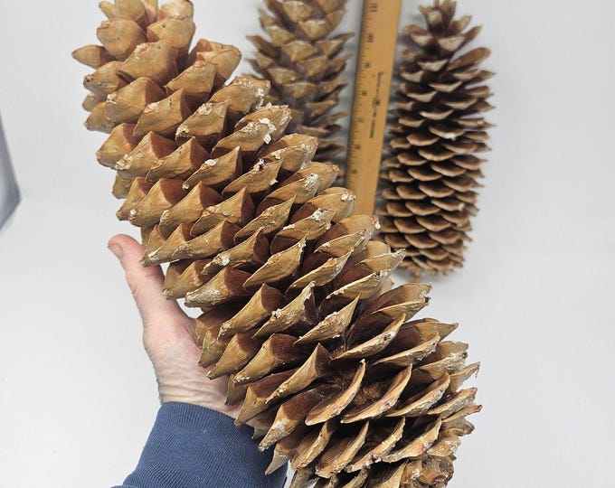 Large Tahoe Pinecone - Etsy