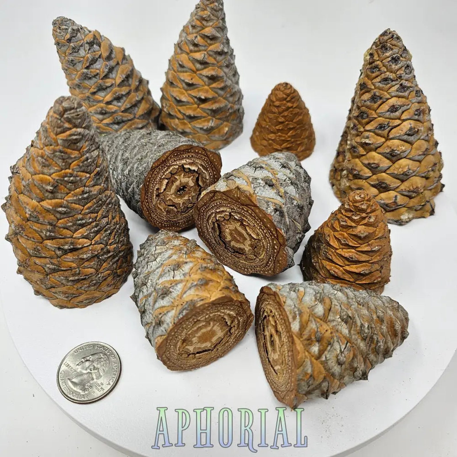 10 Premium Knobcone Pine Cone Tips for Crafts and Jewelry - Etsy