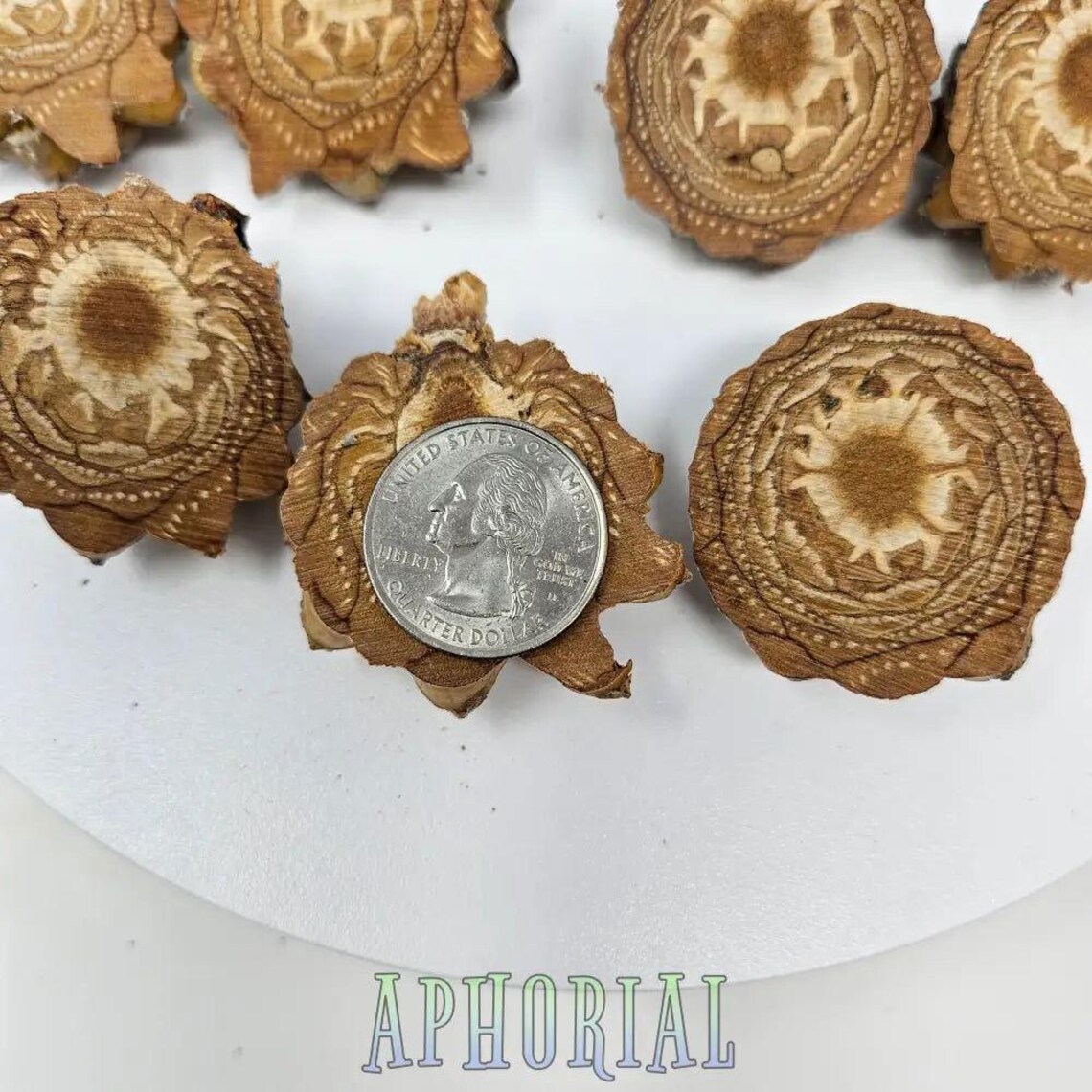 10 Premium Knobcone Pine Cone Ends, Sliced - Etsy