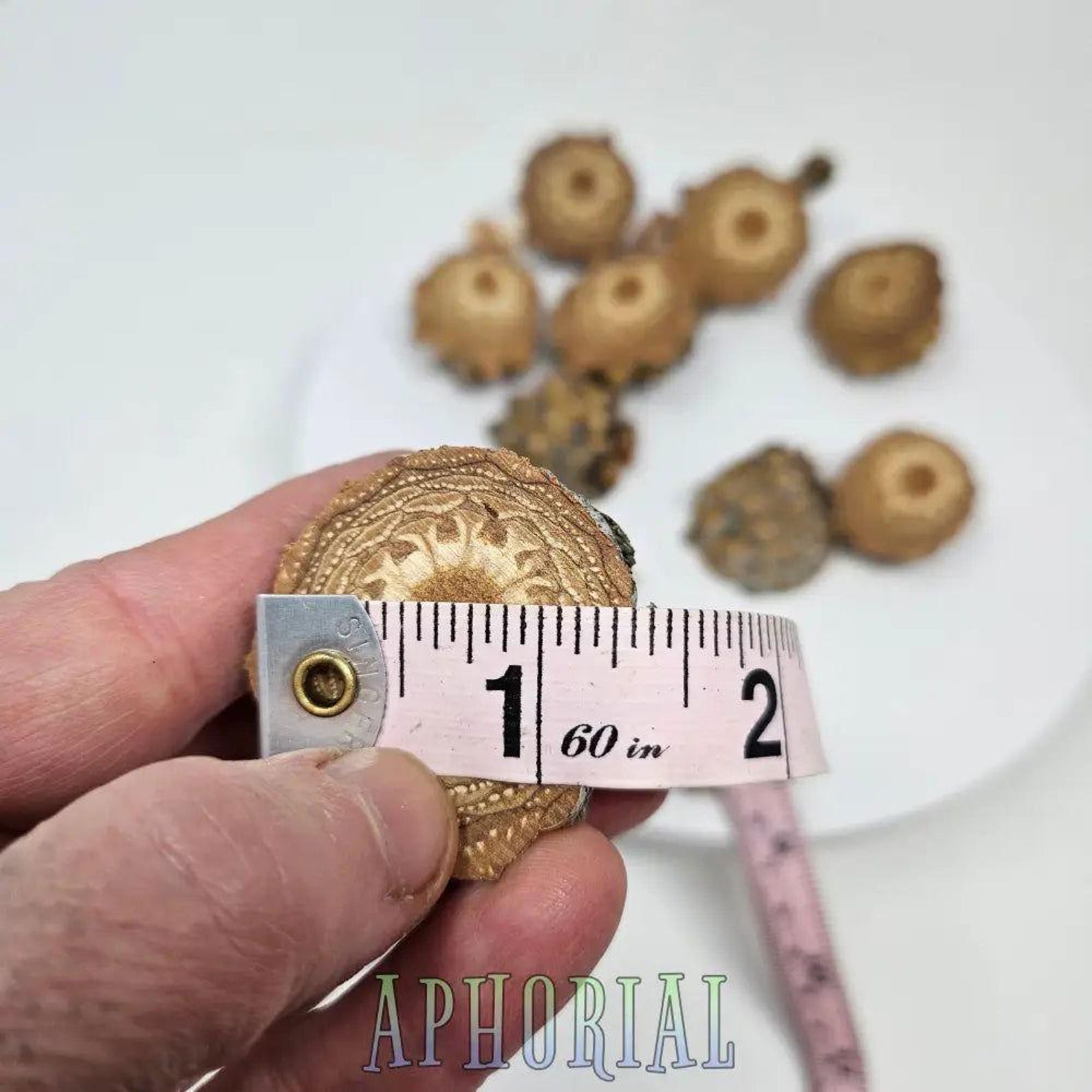 10 Premium Knobcone Pine Cone Ends, Sliced - Etsy