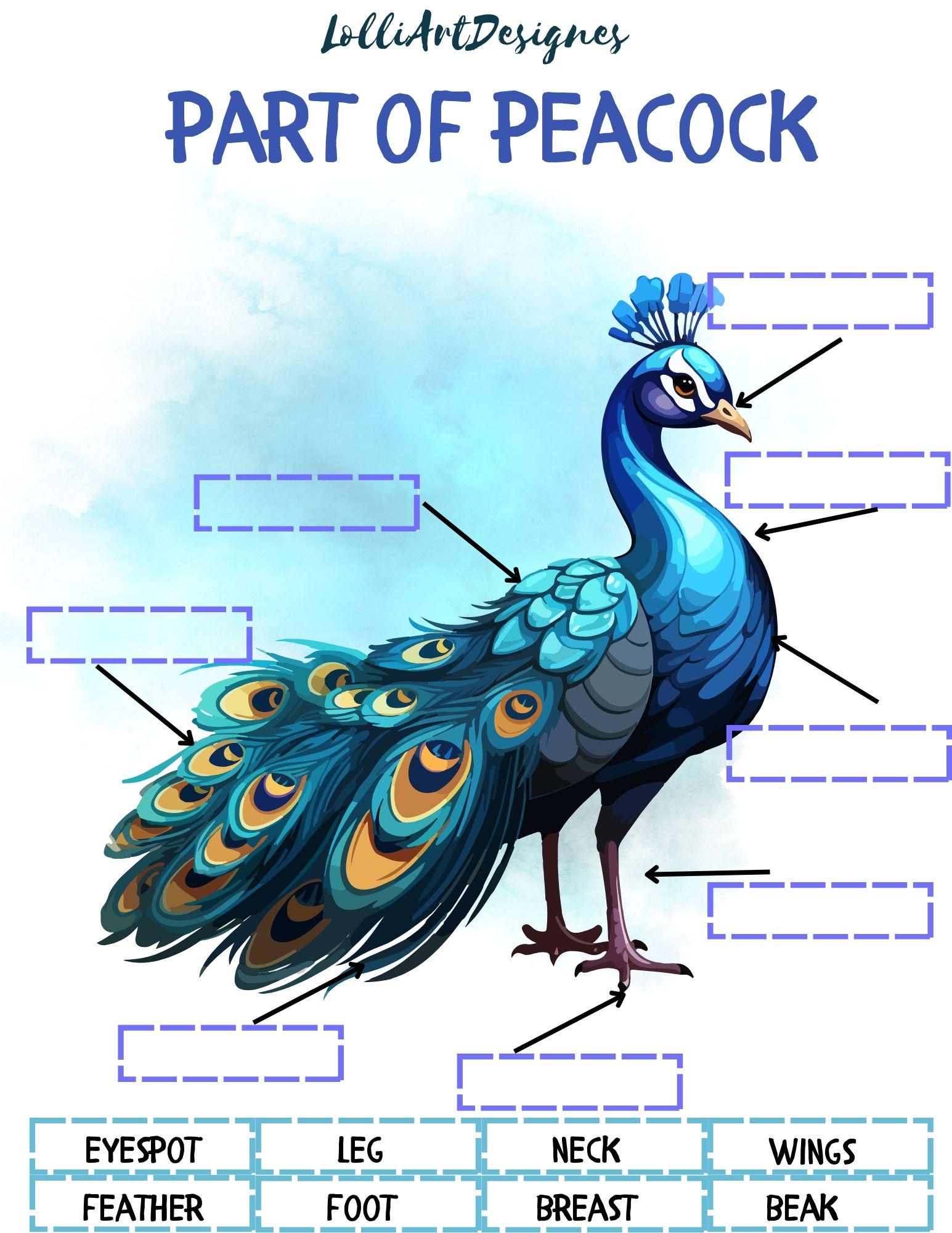 Peacock Math Science and Literacy Centers for Preschool, Pre-k ...