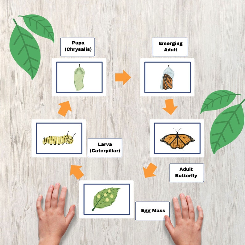 Life Cycle Activity Cards | Create for Life Cycles for Frogs ...