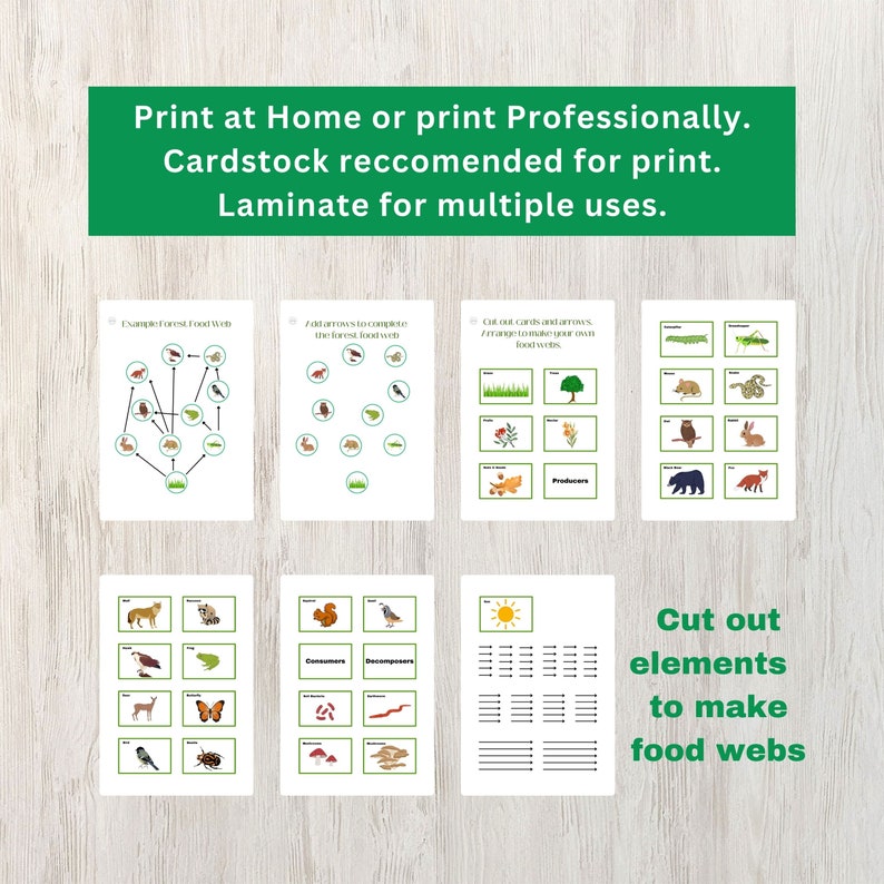 Food Web Activity | Create Food Chains and Food Webs Including ...