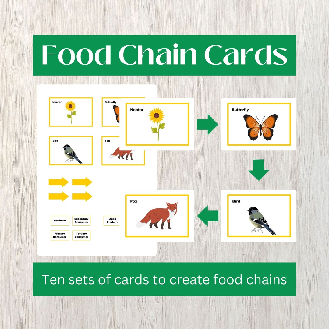Food Chain Activity | Create Food Chains Including Producers, Consumers ...