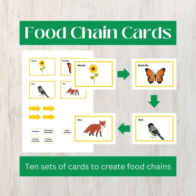 Food Chain Activity | Create Food Chains Including Producers, Consumers ...