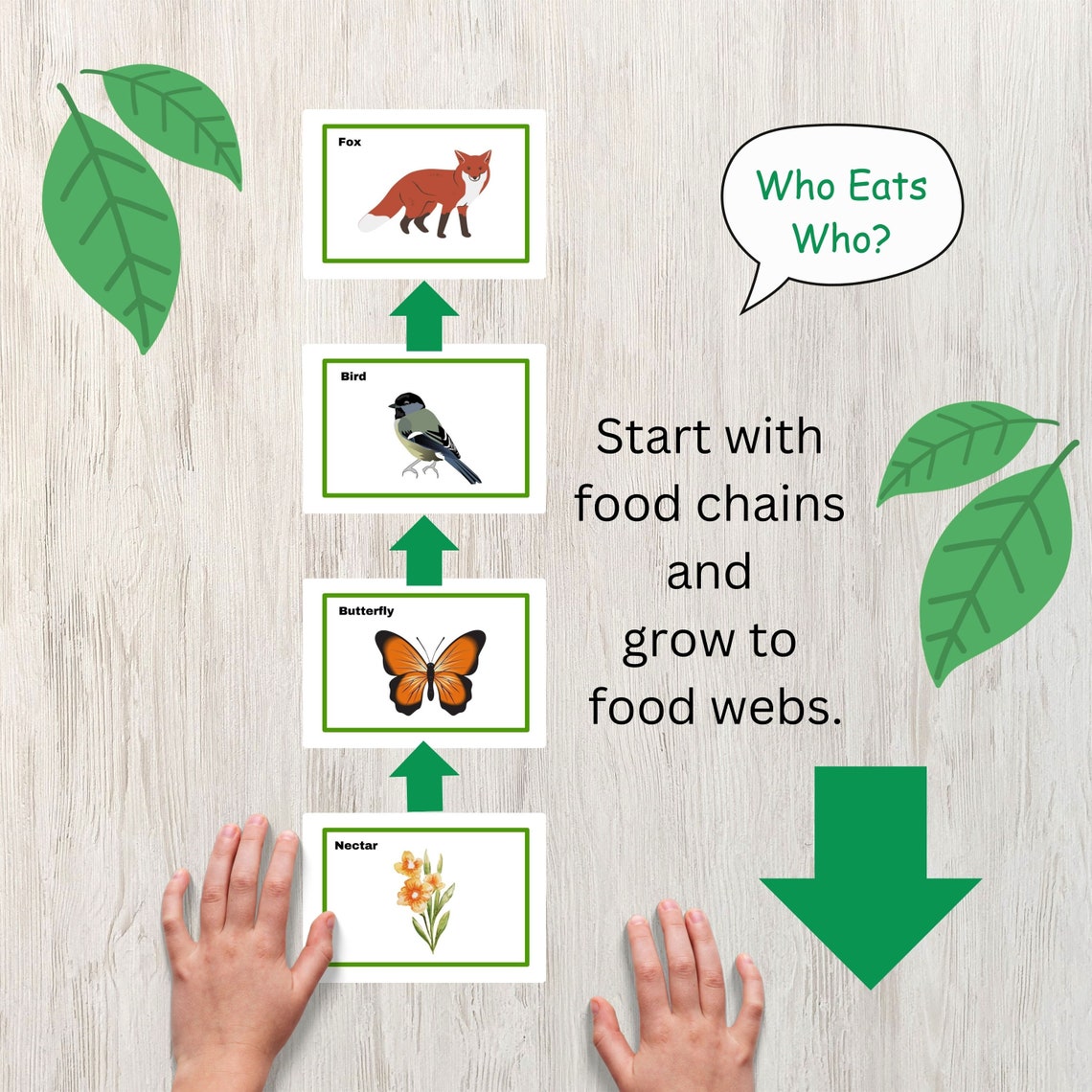 Food Web Activity | Create Food Chains and Food Webs Including ...