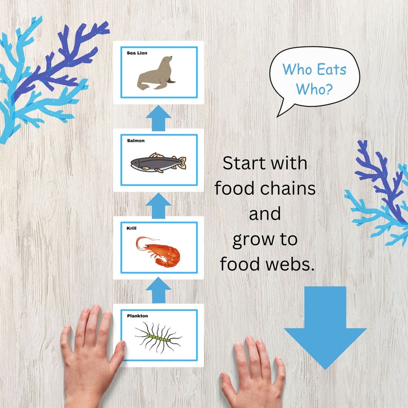 Food Web Activity | Create Food Chains and Food Webs Including ...