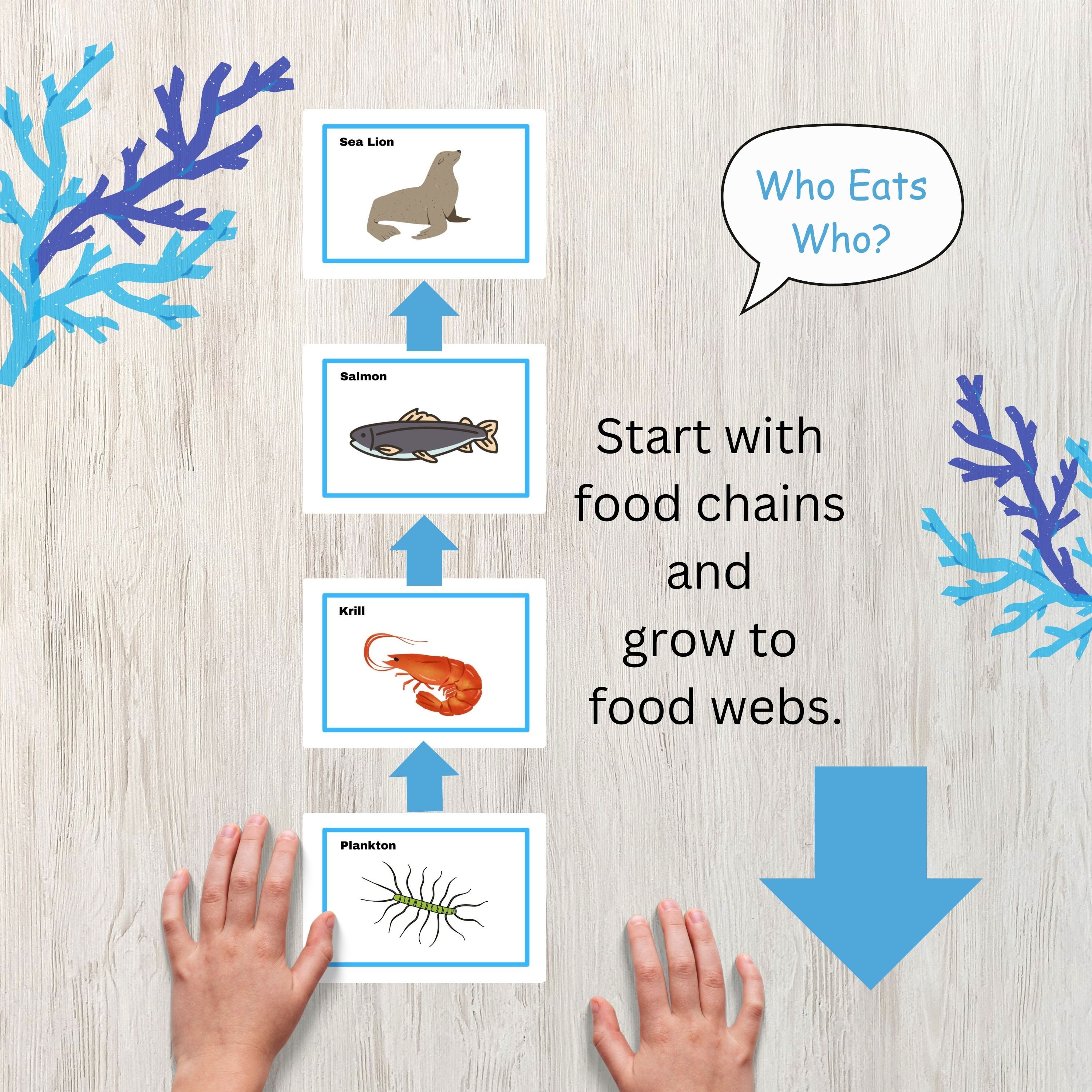 Food Web Activity | Create Food Chains and Food Webs Including ...