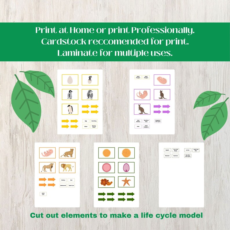 Life Cycle Activity Cards | Create for Life Cycles for Frogs ...