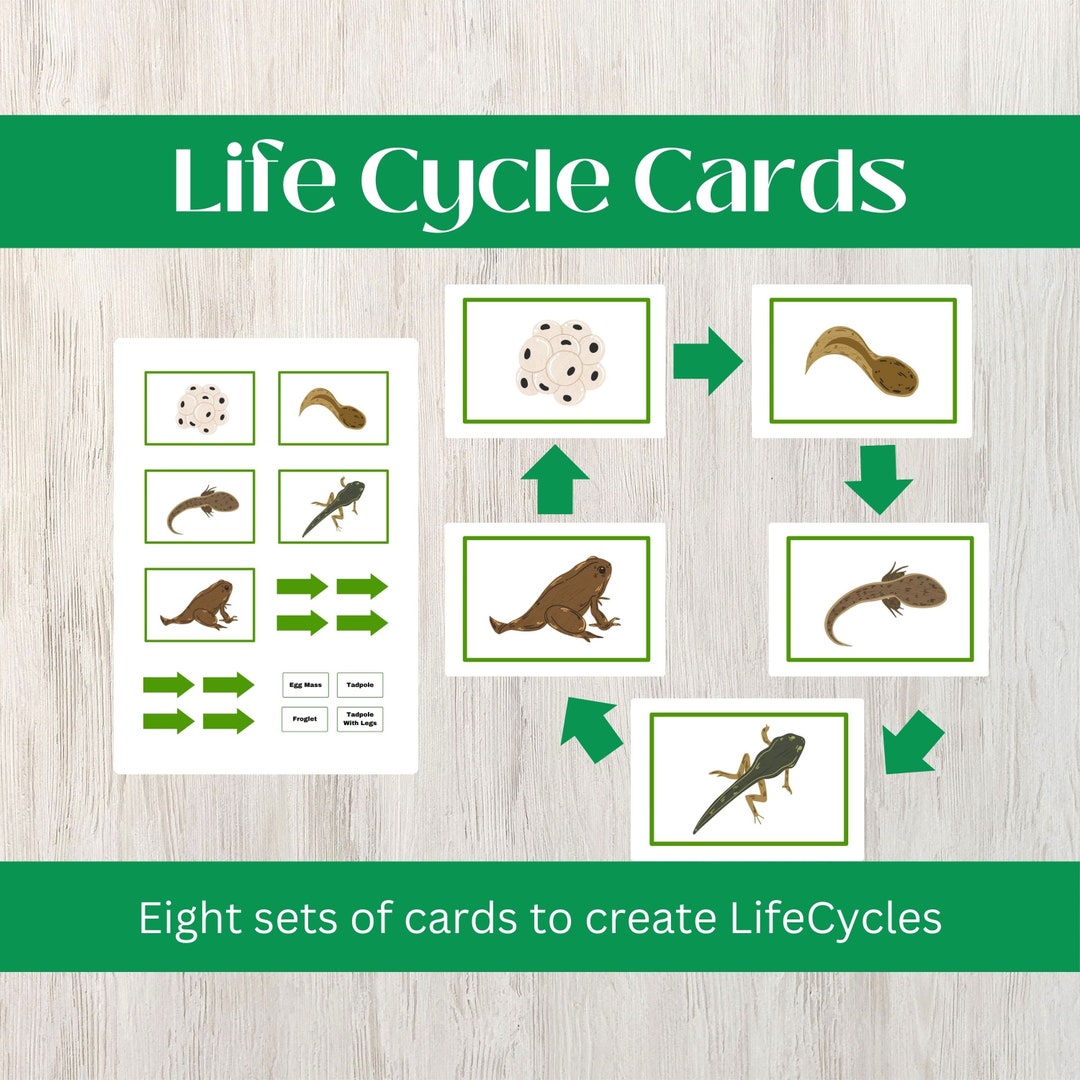 Life Cycle Activity Cards | Create for Life Cycles for Frogs ...