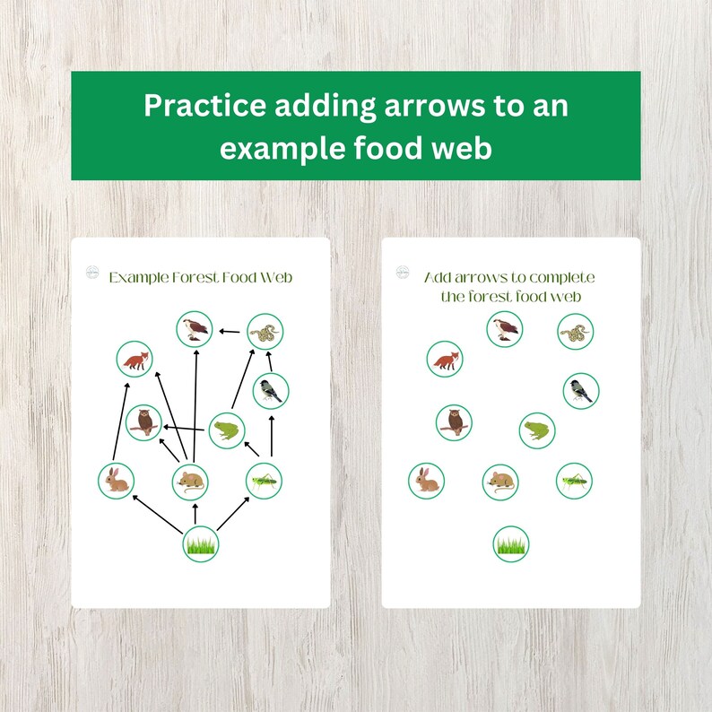 Forest Food Web Activity: Printable Food Chain Cards (PDF) - Etsy
