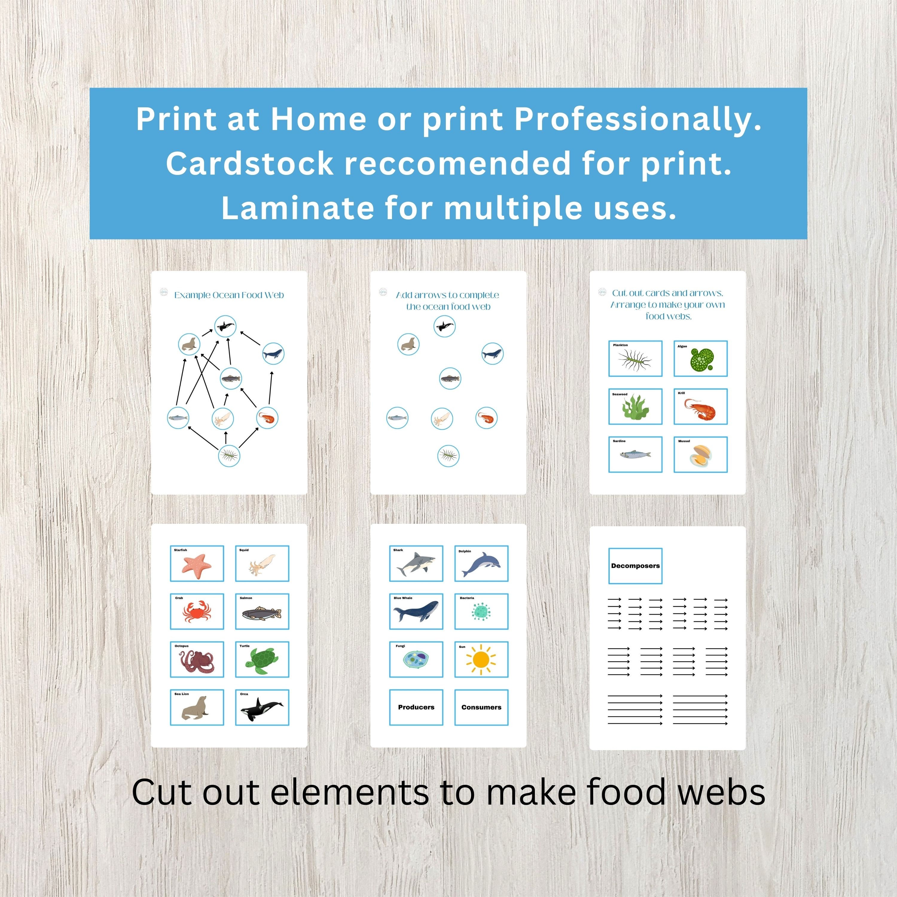 Food Web Activity | Create Food Chains and Food Webs Including ...