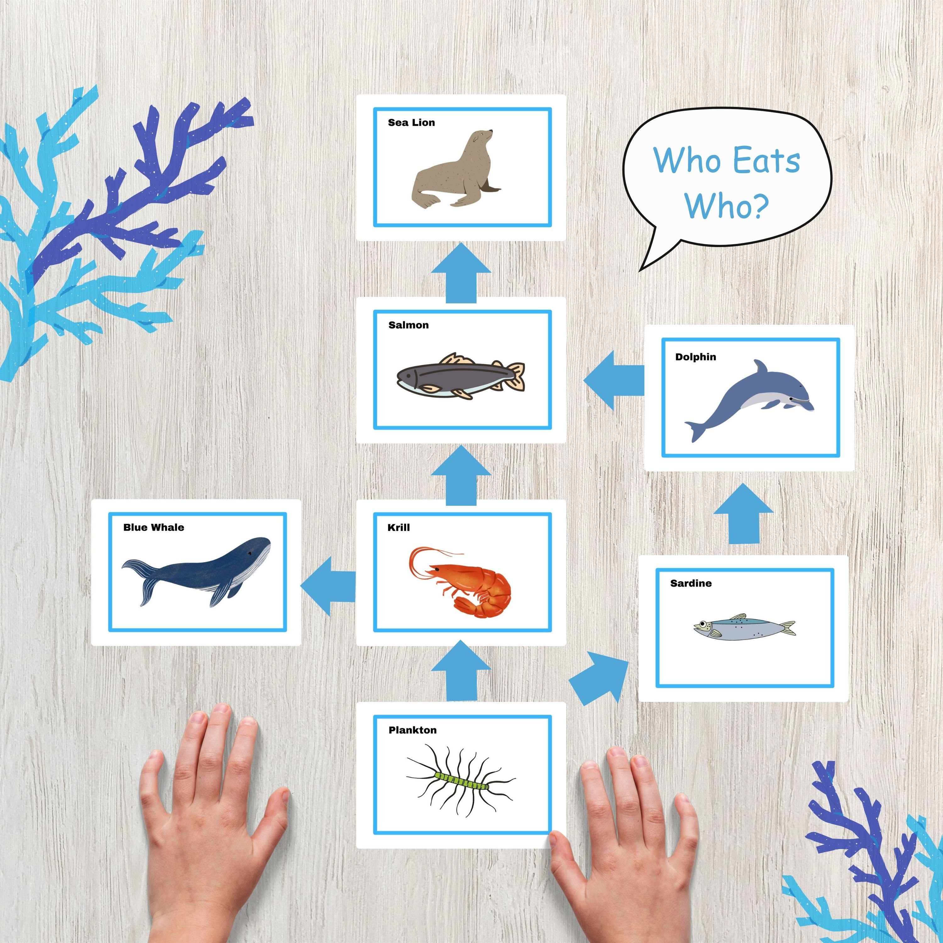 Food Web Activity | Create Food Chains and Food Webs Including ...