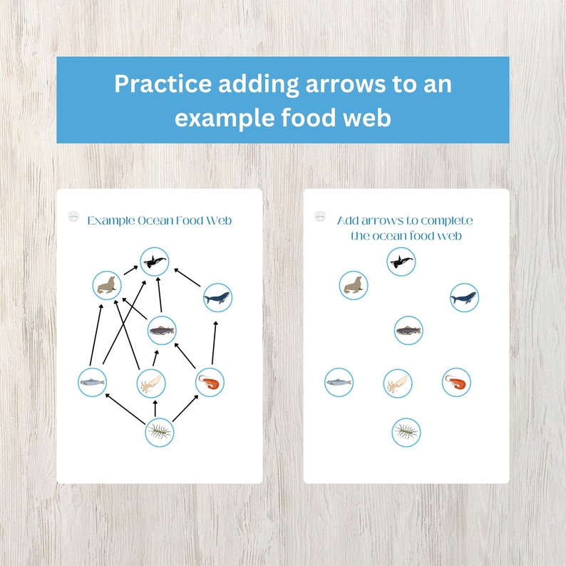 Ocean Food Web Activity: Printable Cards (PDF) - Etsy