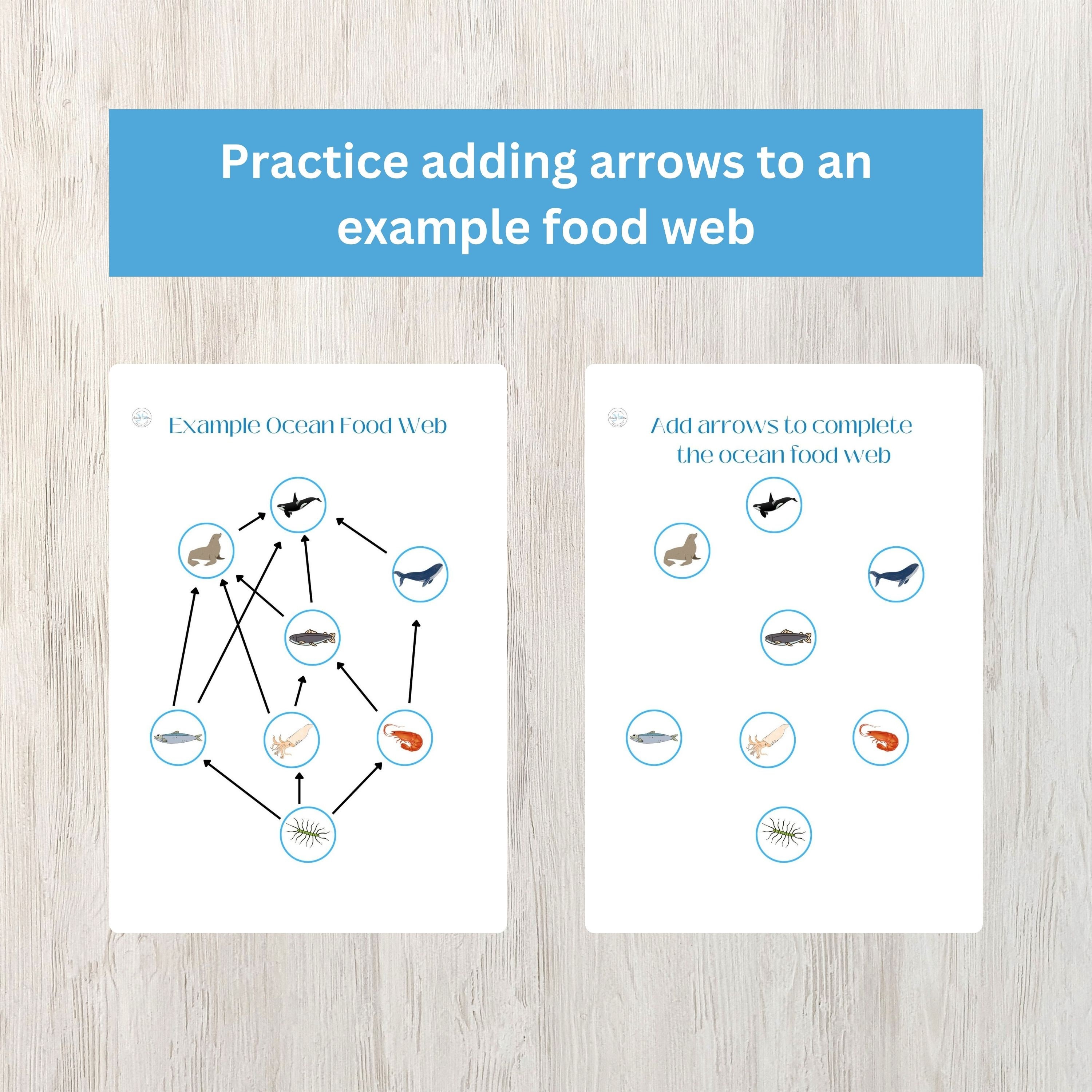 Food Web Activity | Create Food Chains and Food Webs Including ...