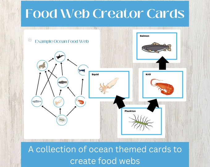 Food Chain Cards | Food Web Cards | Food Chain Explain Cards | Food Web ...