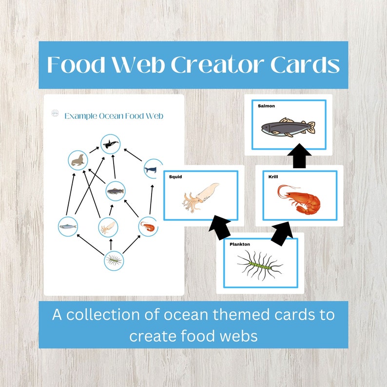 Food Web Activity Create Food Chains and Food Webs Including Producers ...