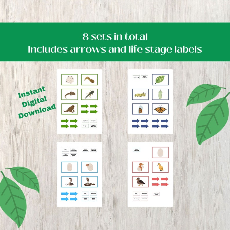 Life Cycle Activity Cards | Create for Life Cycles for Frogs ...