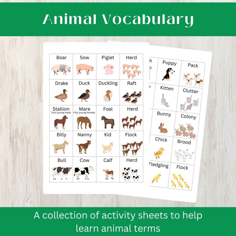 Animal Vocabulary Activity | Learn Male, Female, Young and Collective ...