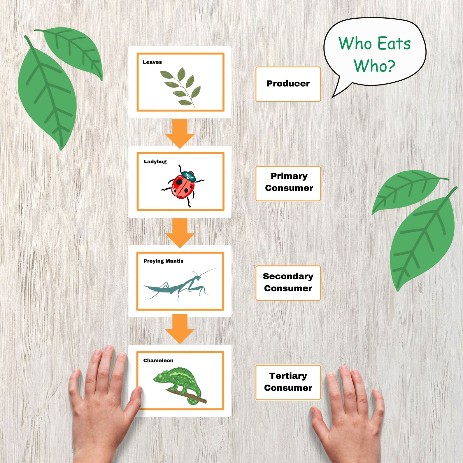 Food Chain Activity | Create Food Chains Including Producers, Consumers ...