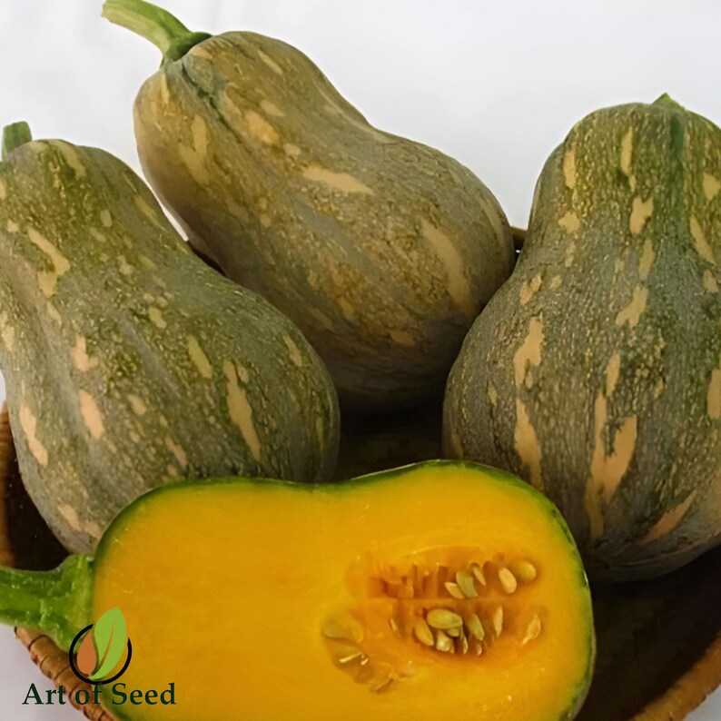 Calabash Pumpkin Seeds, Bottle Gourd, High-yielding, Super Fruit, Easy ...