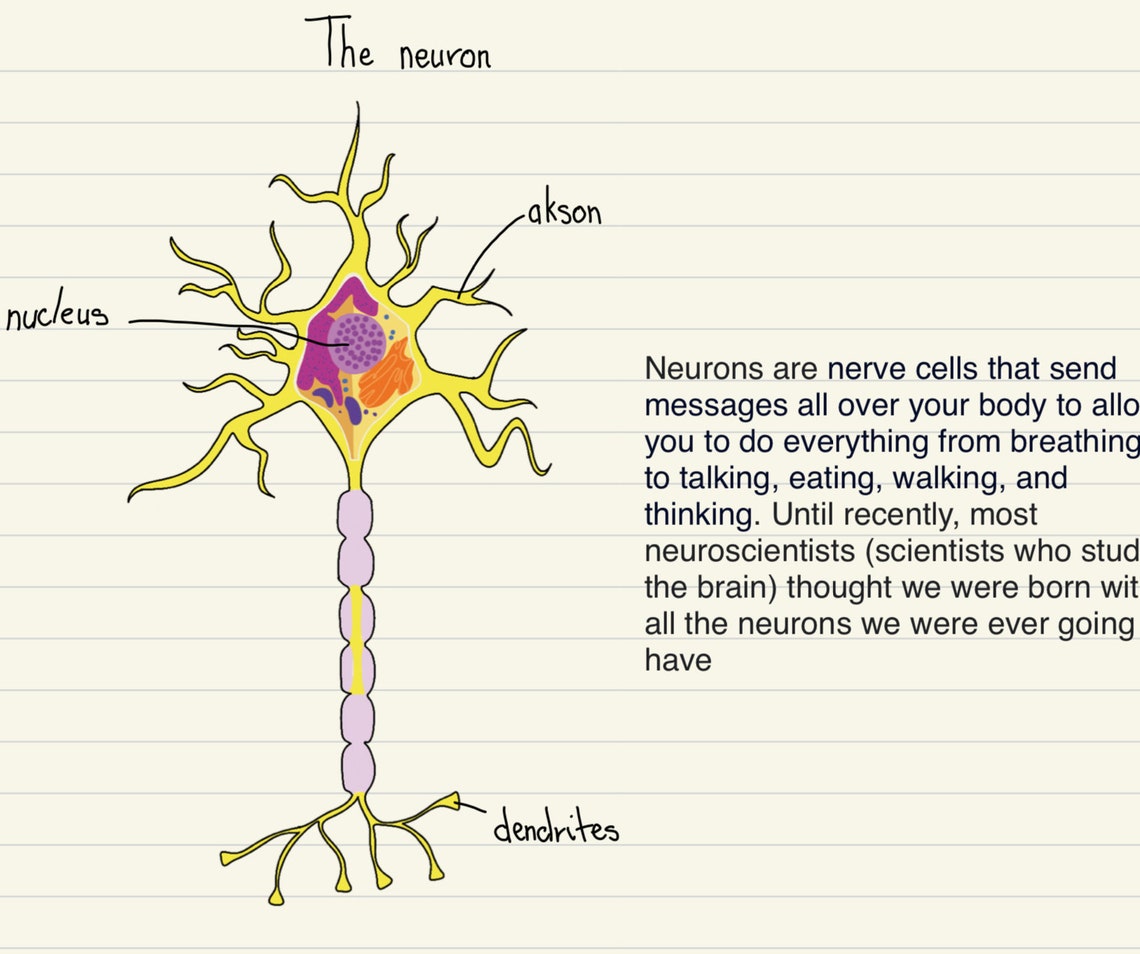28 NEUROLOGY STICKERS for Medicine Students. All the Basic Stickers for ...