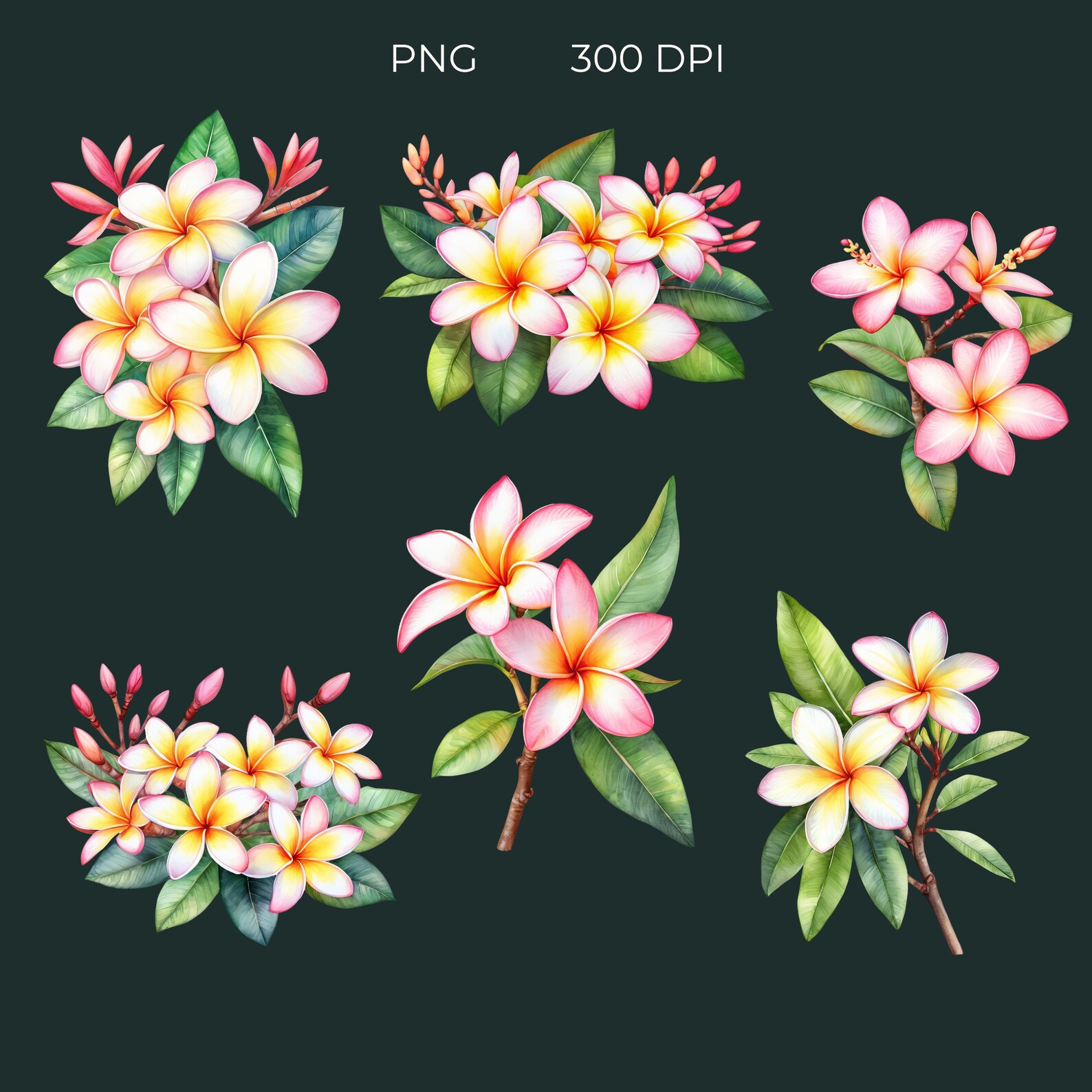 Plumeria Frangipani Flower Clipart, Tropical Flowers Graphic Set ...