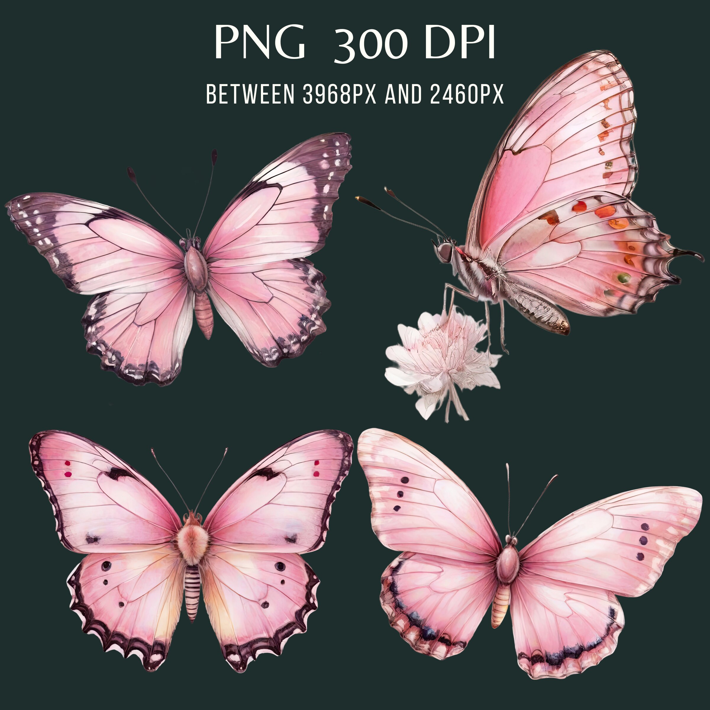Pink Butterflies Clipart, Summer Butterfly Clip Art, Instant Download ...