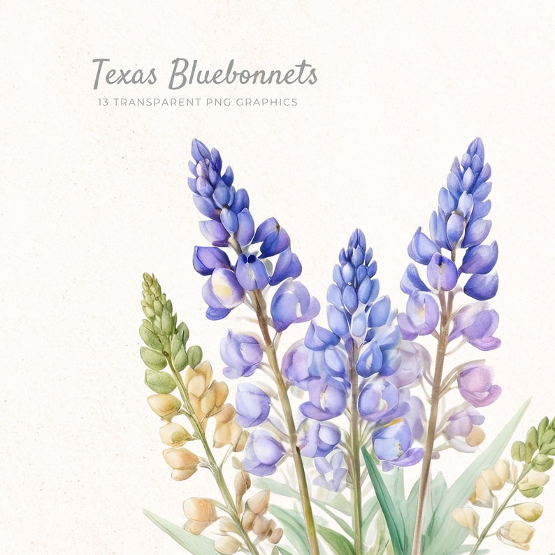 Texas Bluebonnets Watercolor Clipart, Lupine Flowers Art, State Flower ...