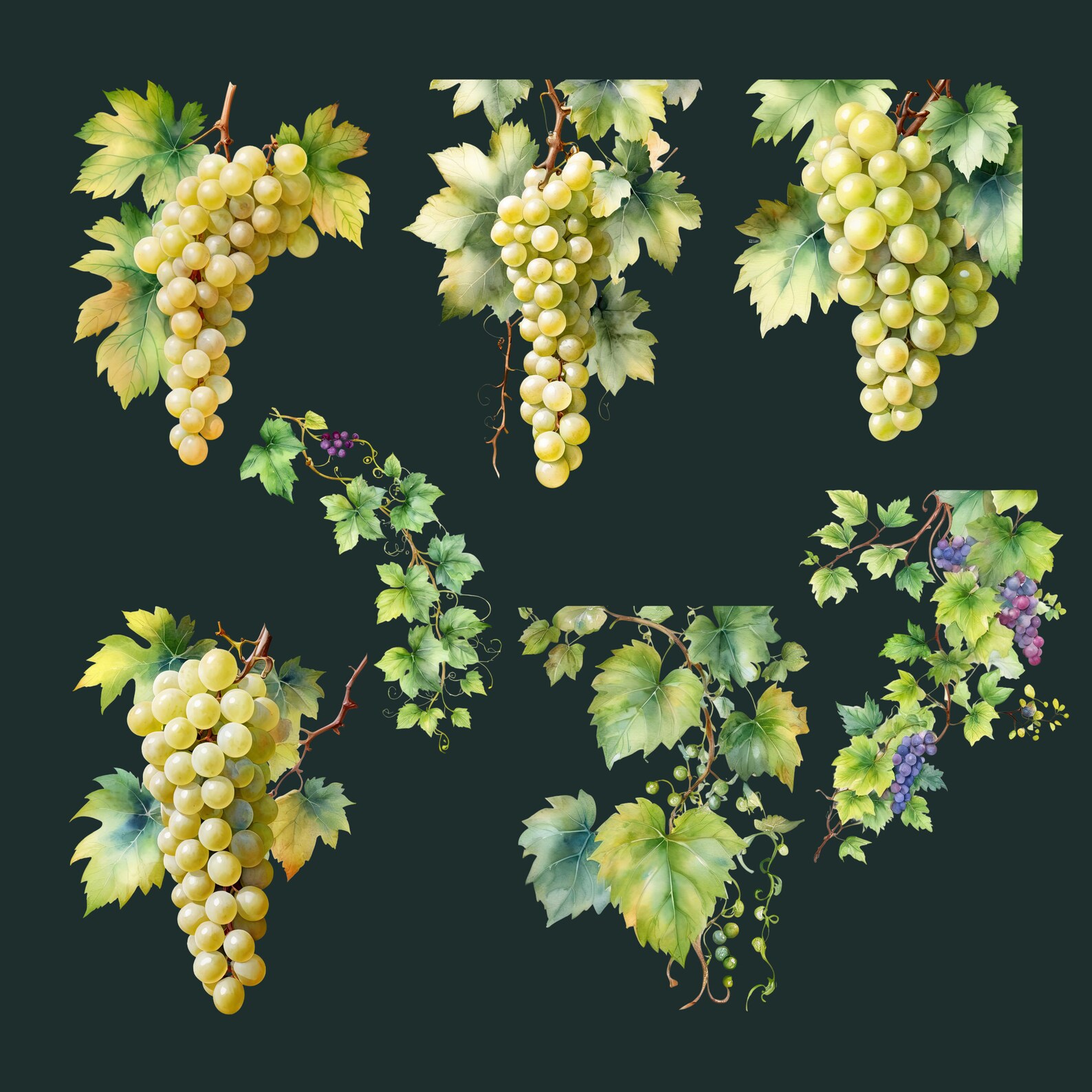 Wine Grapes Watercolor Clip Art, Fruit PNG, Grape Vine Clipart, Food ...