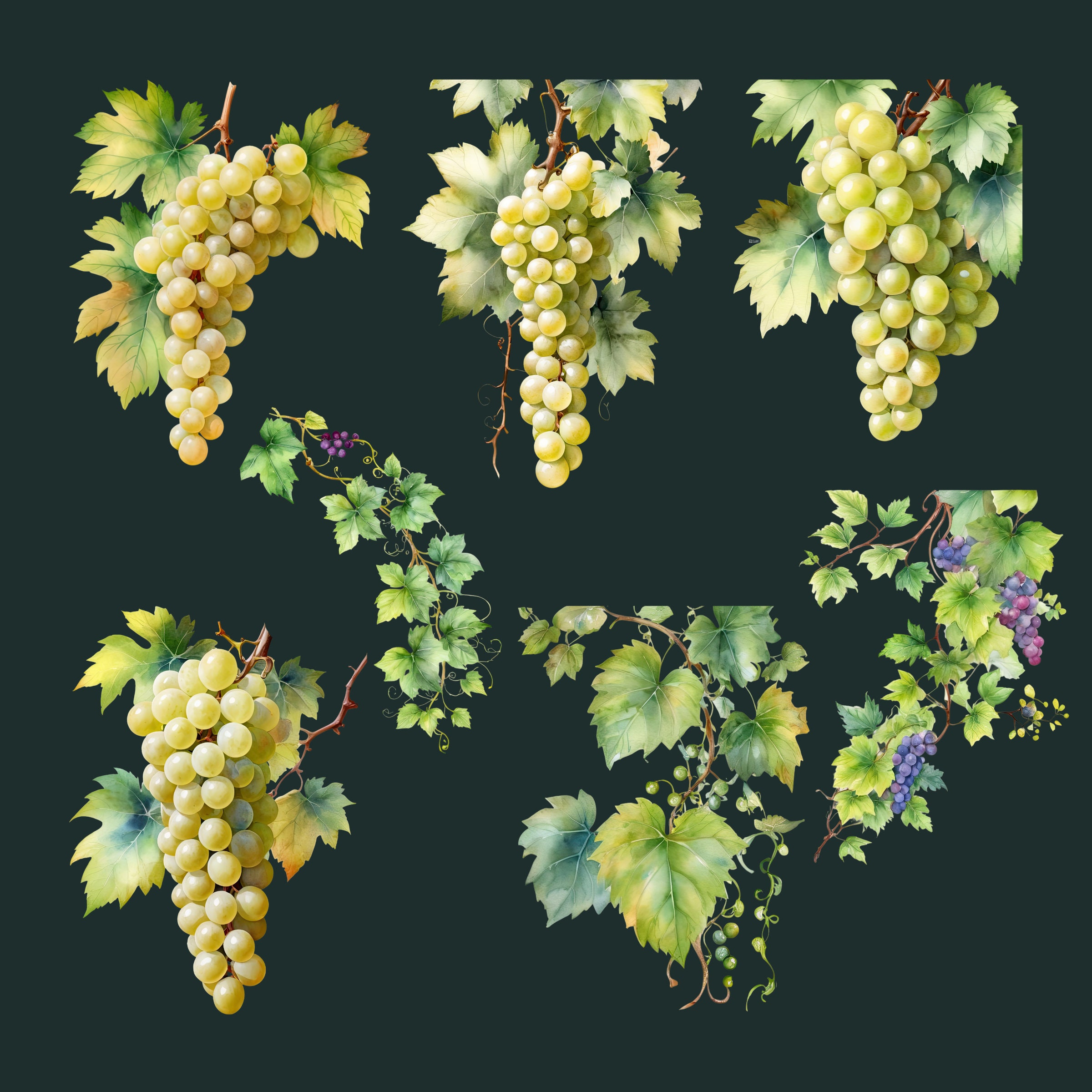 Wine Grapes Watercolor Clip Art, Fruit PNG, Grape Vine Clipart, Food ...