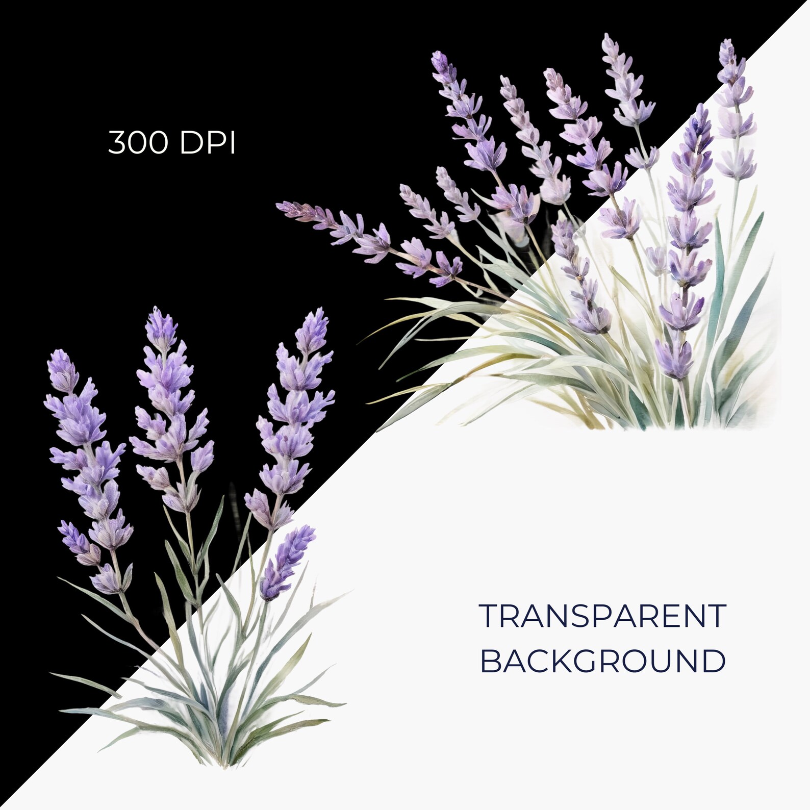 Watercolor Lavender Clipart Set, Purple Floral Graphics, Instant ...