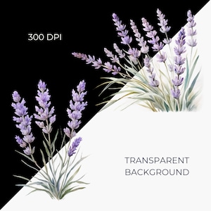 Watercolor Lavender Clipart Set, Purple Floral Graphics, Instant ...
