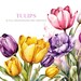 Mixed Tulips Clipart, Spring Flower Clip Art, Instant Download ...