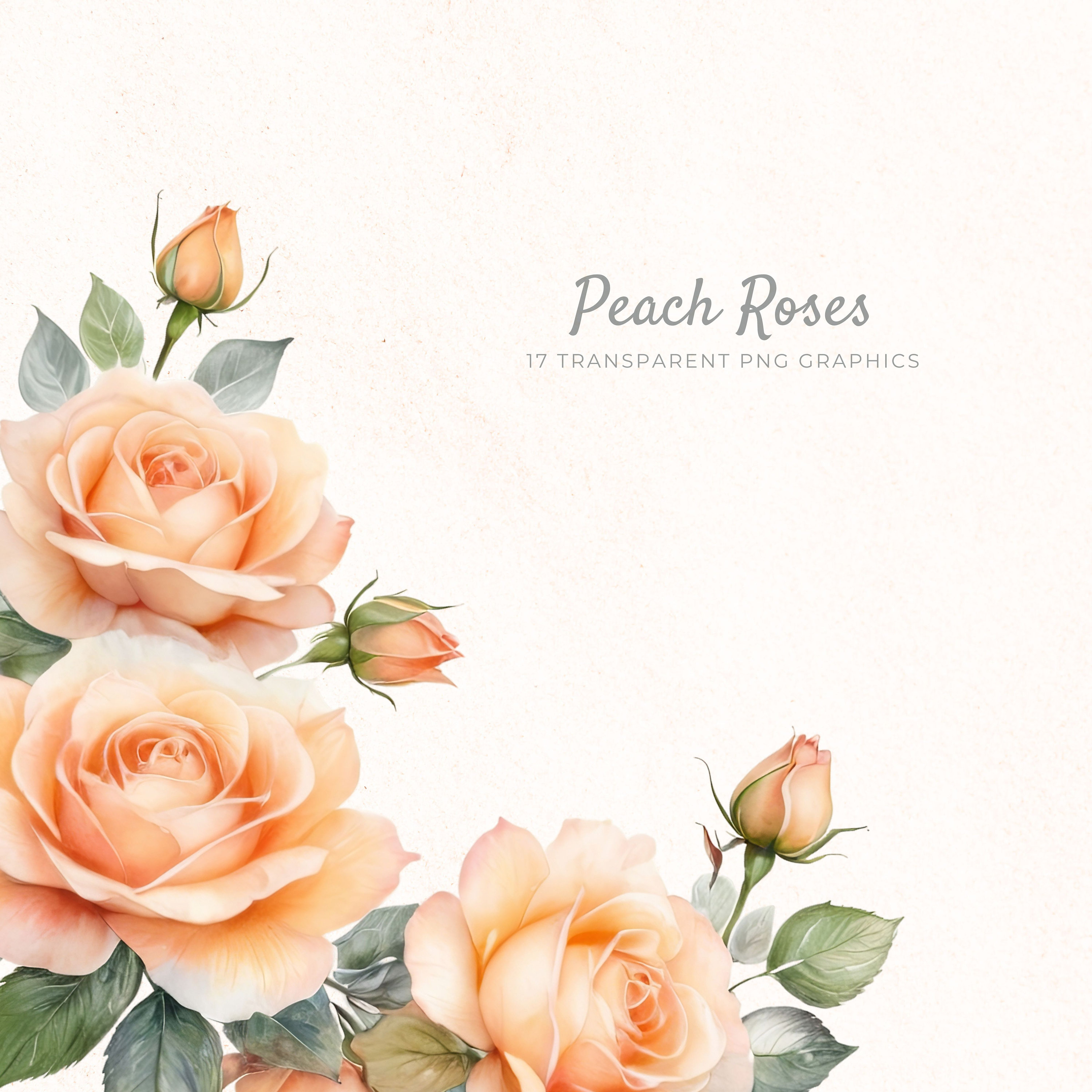 Peach Fuzz Roses Clipart, Flower Border Digital Download, Scrapbooking ...