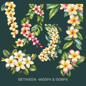 Tropical Plumeria Frangipani Clipart Pack, Hawaiian Flower Graphics ...