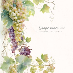 Watercolor Grapevine Clipart, Decorative PNG Graphics, Fruit Clip Art ...